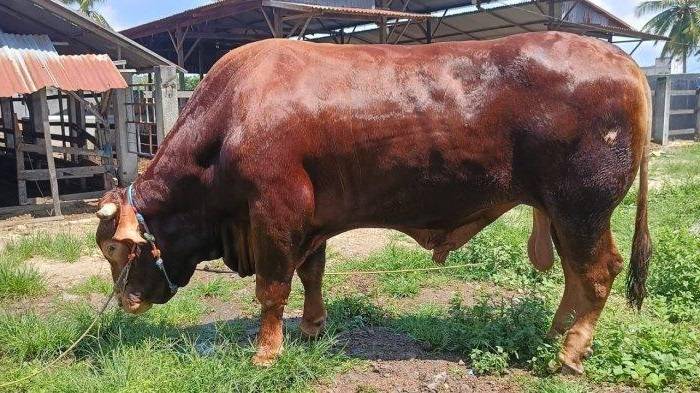 Sapi Seberat 820 Kg Milik Peternak Asal Kota Pekanbaru Menjadi Hewan ...
